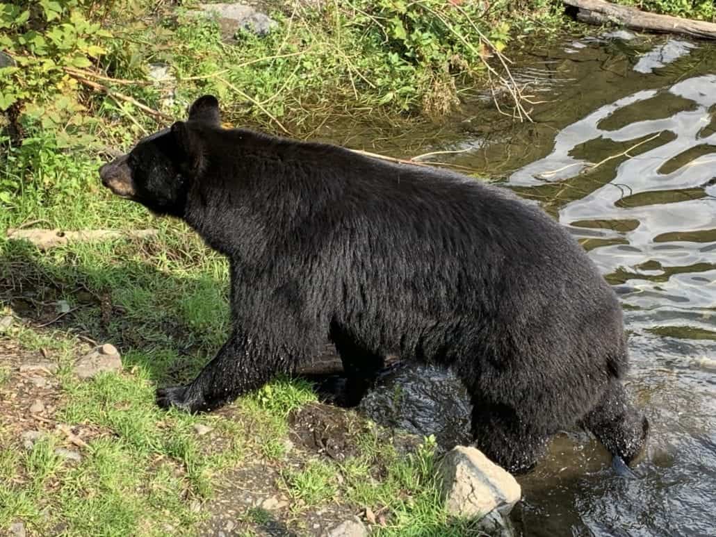 Top Things to Do in Sitka By Cruise Ship – A Day in Cozumel – Resources ...