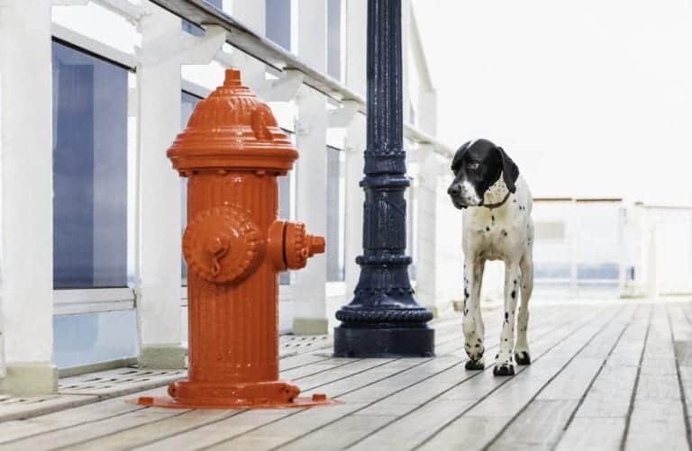 Pet Cruises on Queen Mary 2: Pet Policy and Bookings